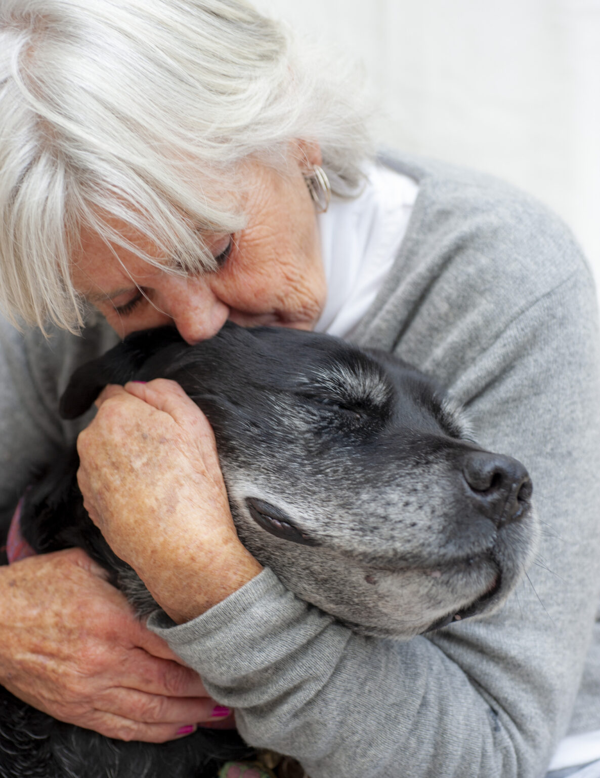 Adopt - Old Soul Canine Rescue